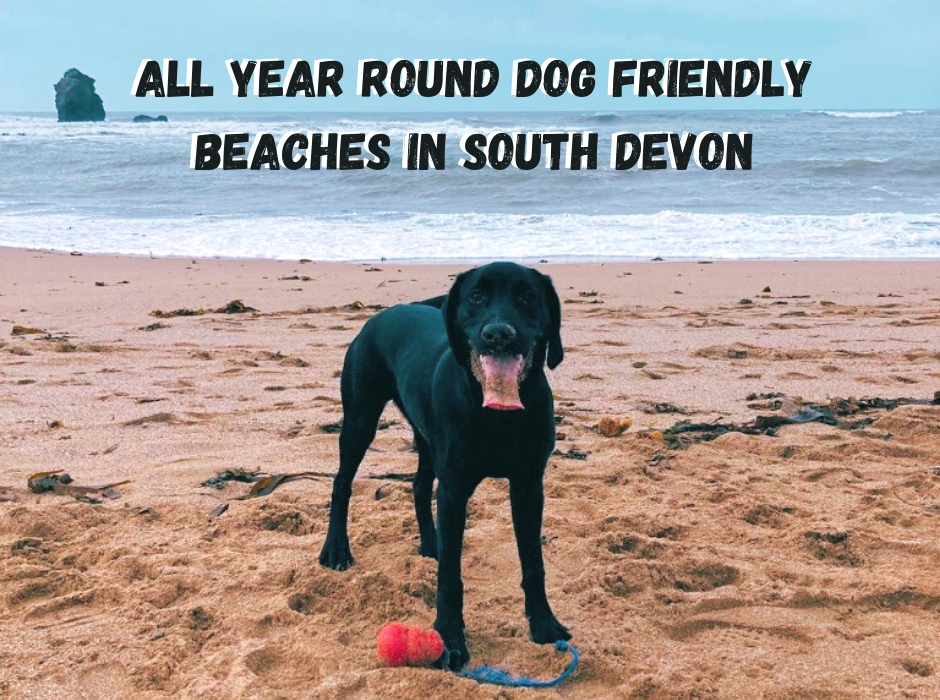 All Year Round Dog Friendly Beaches in South Devon - Visit South Devon