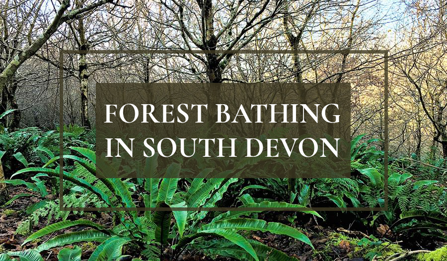 Five Simple Steps to Enjoy the Benefits of Forest Bathing in South ...