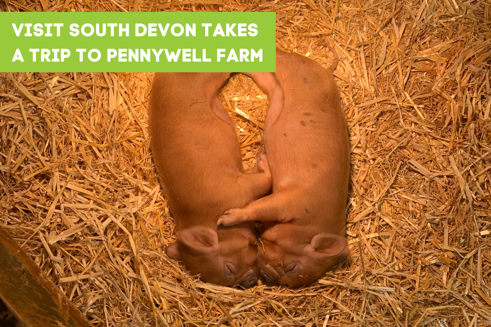 Visit South Devon Takes a Trip to Pennywell Farm - Visit South Devon