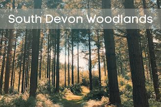 Top 10 Woodland Activities - Visit South Devon