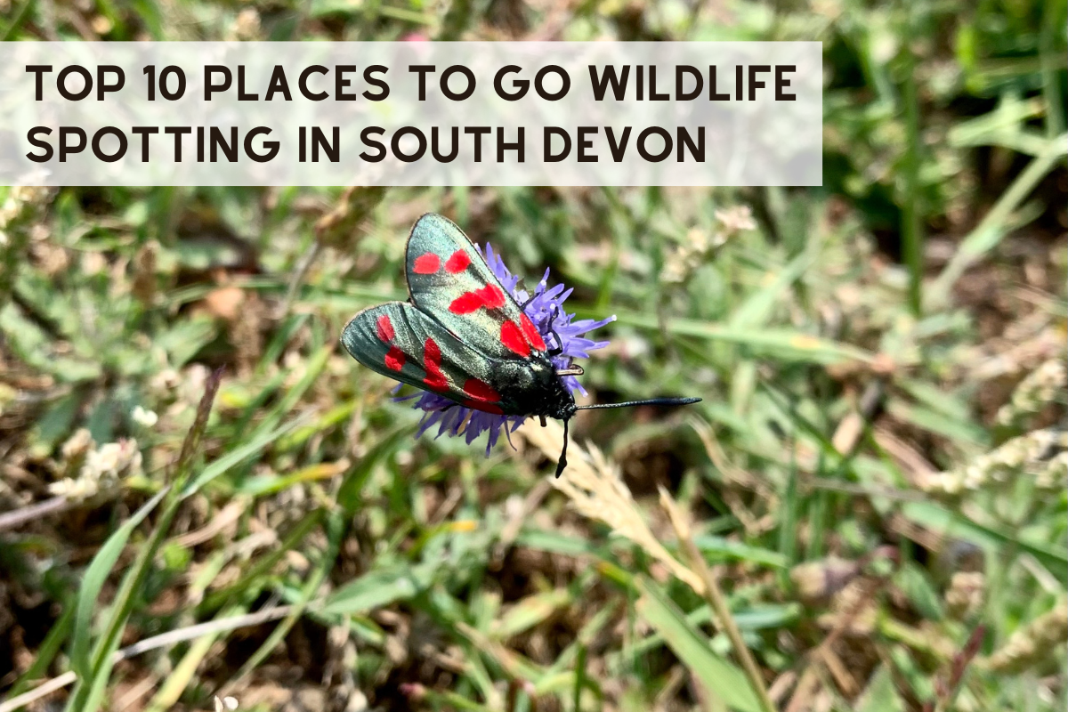 Top 10 Places to Go Wildlife Spotting in South Devon - Visit South Devon