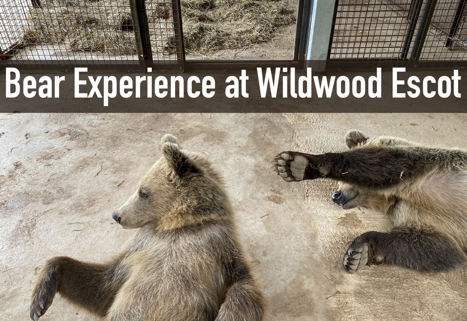 Bear Experience at Wildwood Escot - Visit South Devon