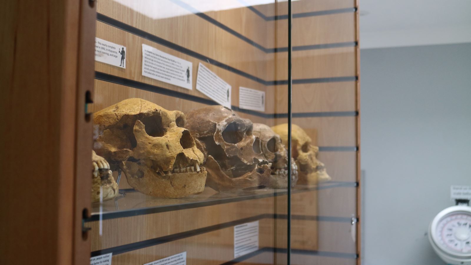 Exploring the Depths (and Delights!) of Kents Cavern Prehistoric Caves ...