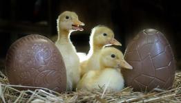 Easter Fun in South Devon - Visit South Devon