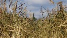 Ness Cove Beach - Things To Do in South Devon